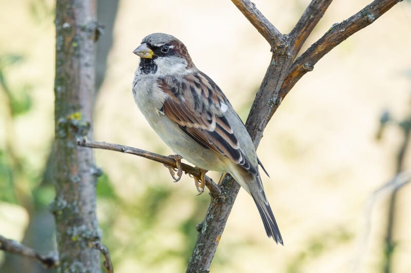 Sering Khawatir? Belajarlah dari Burung Pipit - Gereja GKDI - Blog Sering Khawatir? Belajarlah dari Burung Pipit - Gereja GKDI - Blog